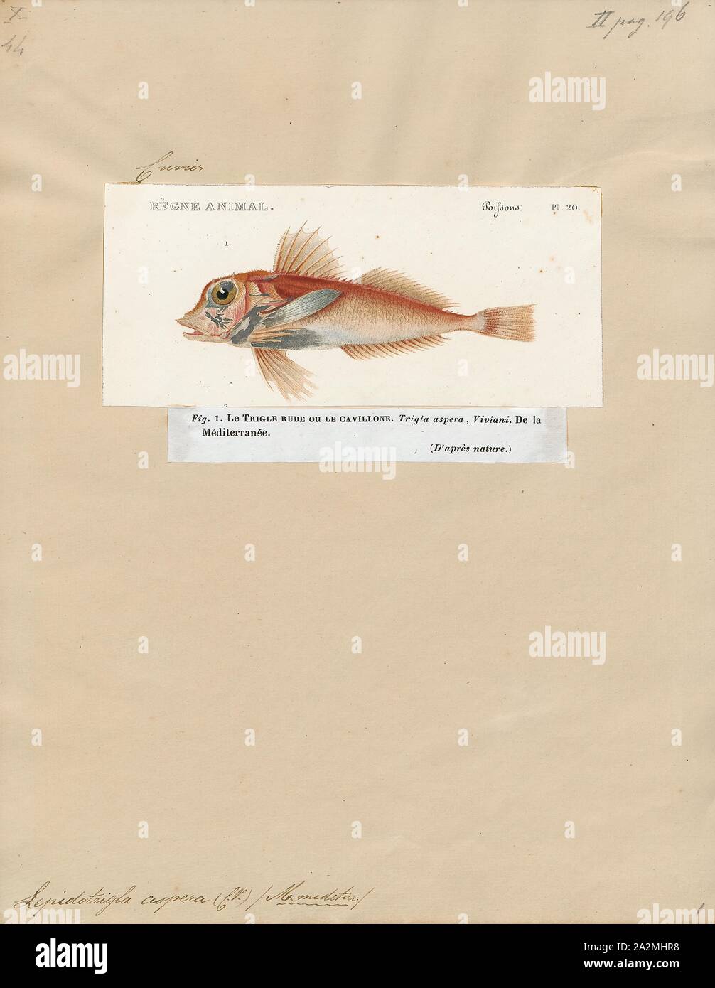 Persian blenny hi-res stock photography and images - Alamy