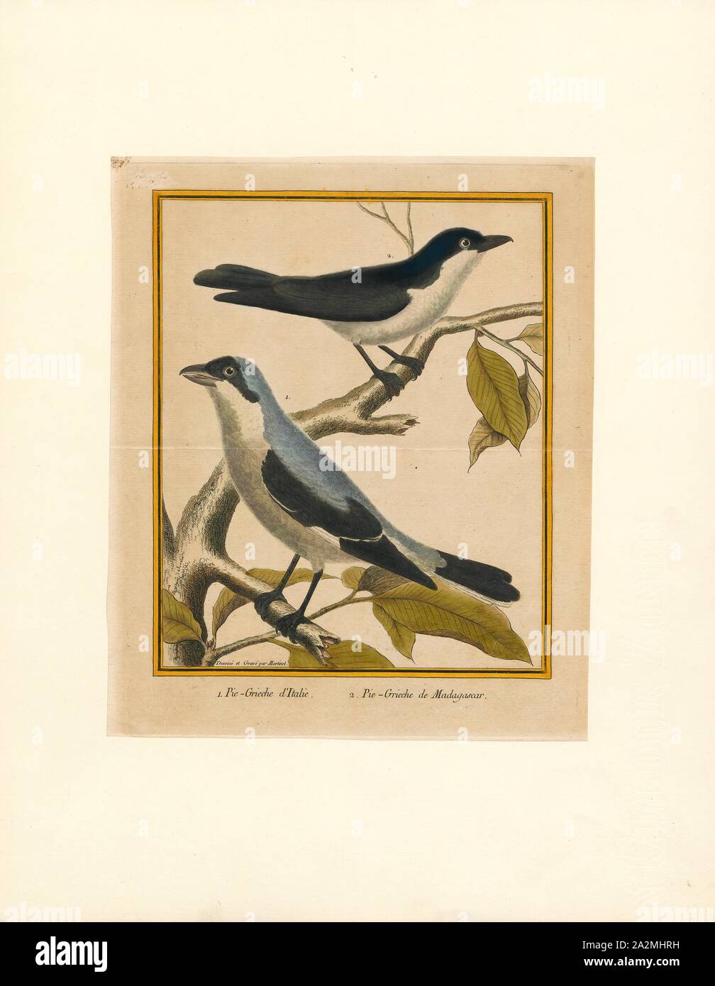 Enneoctonus minor, Print, 1796-1799 Stock Photo - Alamy