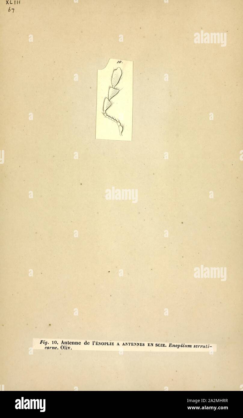 Enoplium hi-res stock photography and images - Alamy