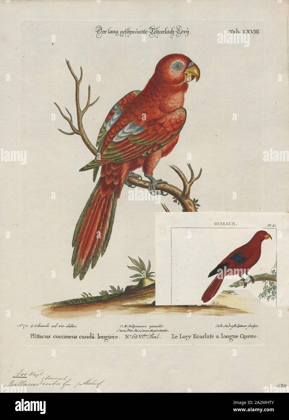 Eos rubra, Print, The red lory (Eos bornea) is a species of parrot in ...