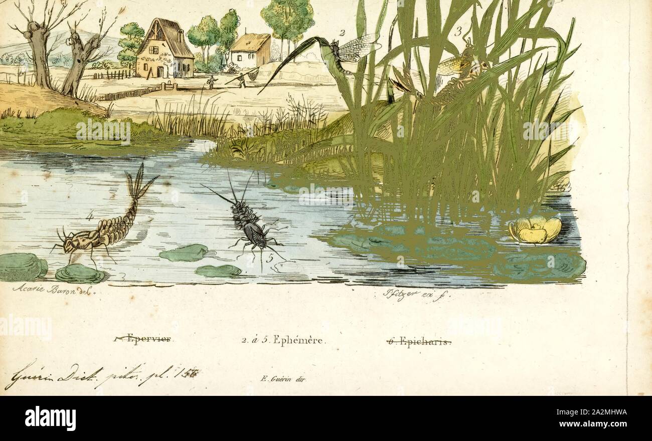 Ephemera the hi-res stock photography and images - Alamy