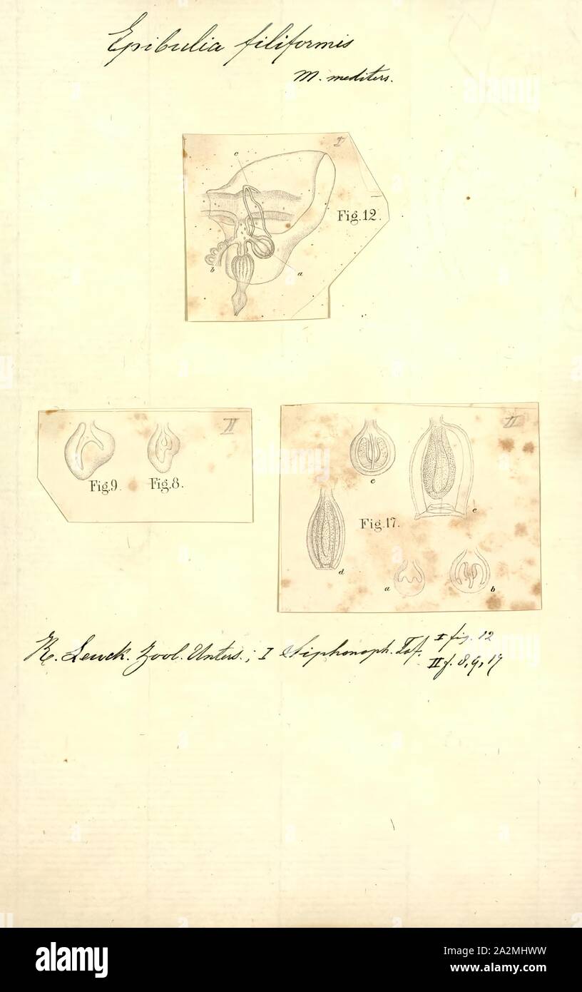 Filiformis hi-res stock photography and images - Alamy