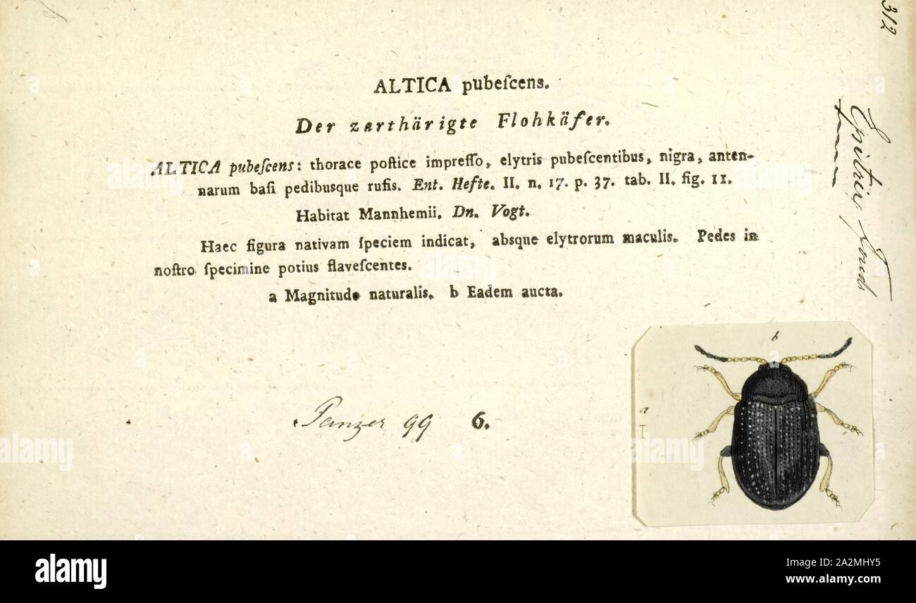 Epitrix, Print, Epitrix is a genus of flea beetles in the family ...