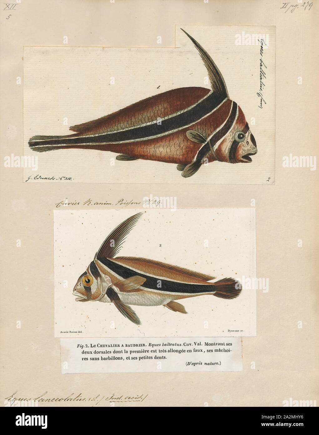 Eques lanceolatus hi-res stock photography and images - Alamy