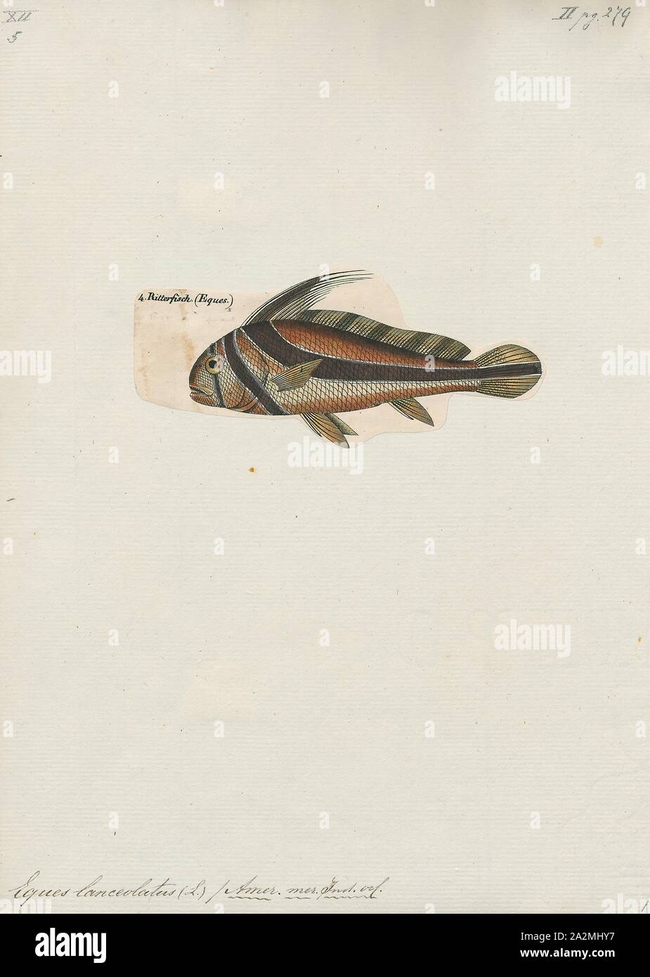 Lanceolatus hi-res stock photography and images - Alamy