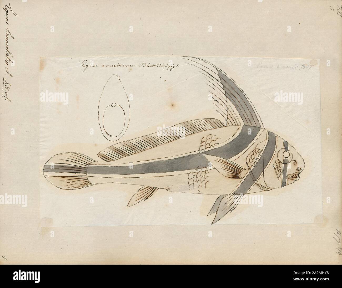 Lanceolatus eques hi-res stock photography and images - Alamy