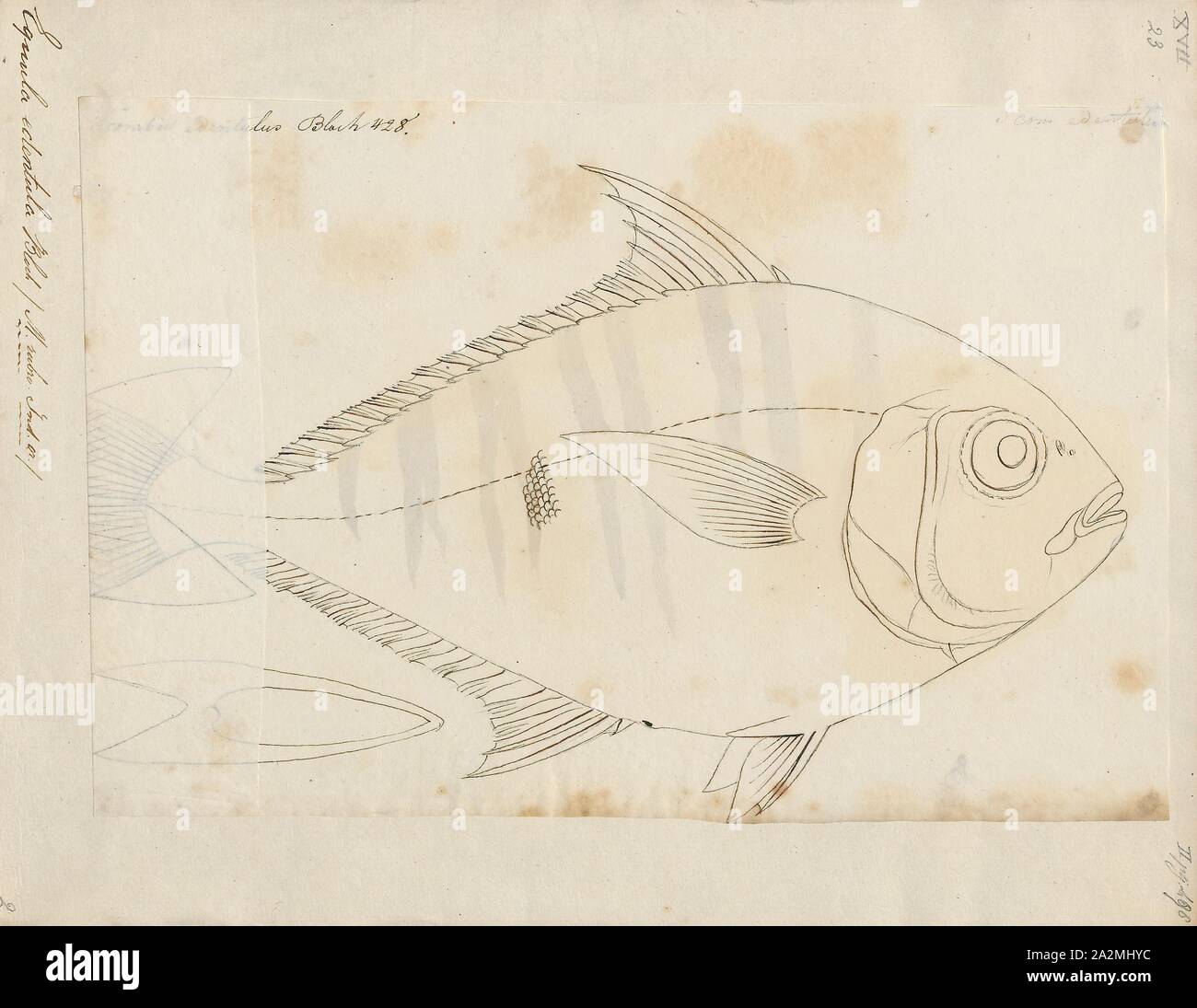 Edentula hi-res stock photography and images - Alamy