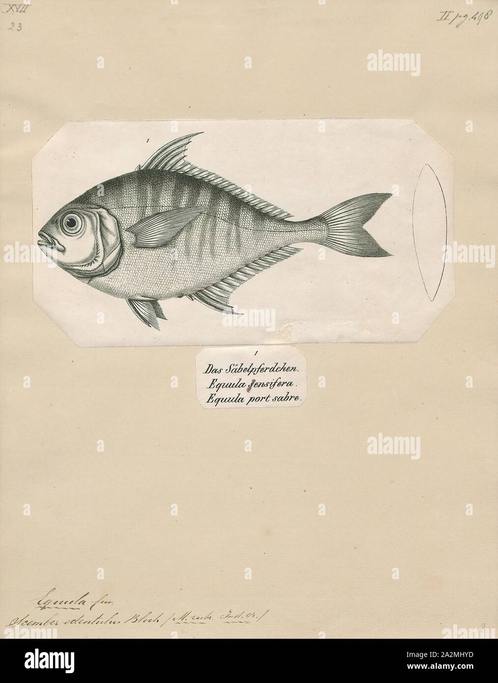 Edentula hi-res stock photography and images - Alamy