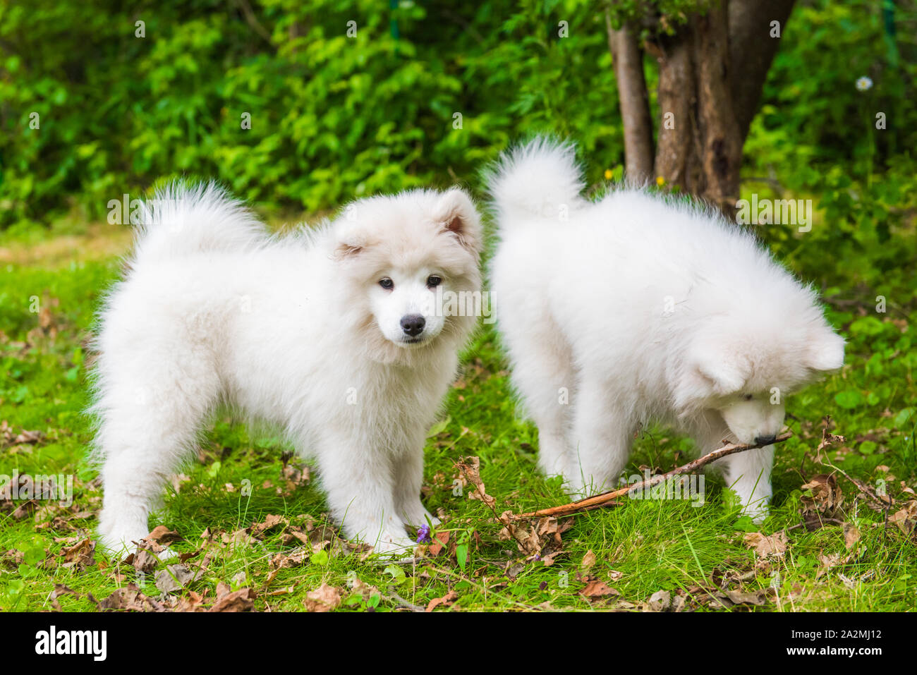 Two Funny fluffy white Samoyed puppies dogs are playing with toy on the ...
