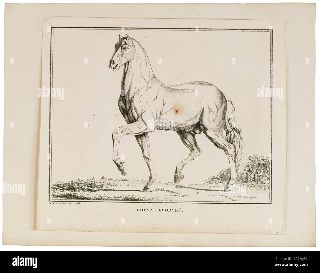 Equus caballus, Print, The horse (Equus ferus caballus) is one of two ...