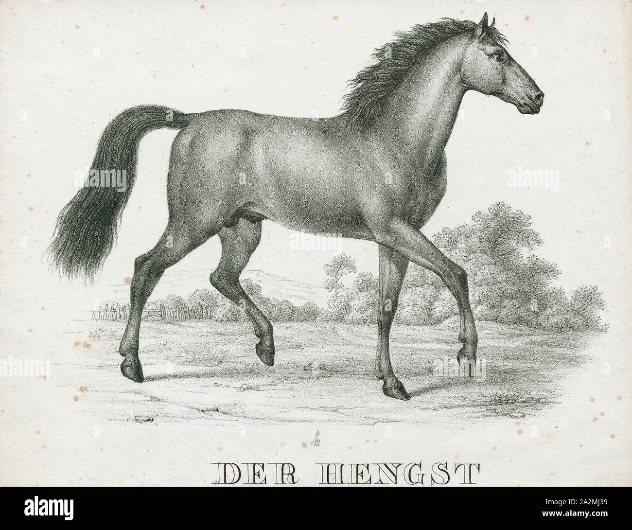 Equus caballus, Print, The horse (Equus ferus caballus) is one of two ...