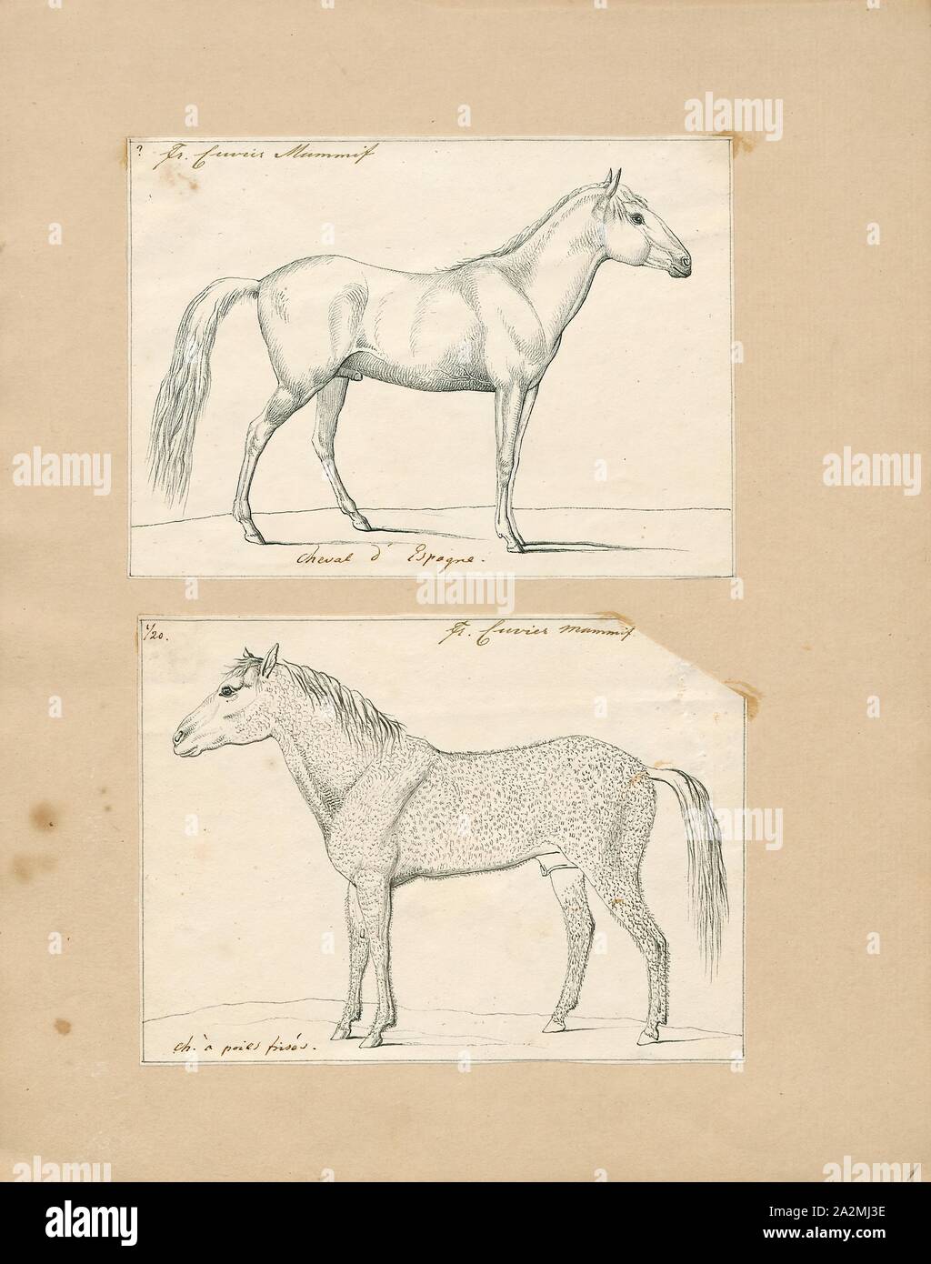 Equus caballus, Print, The horse (Equus ferus caballus) is one of two ...