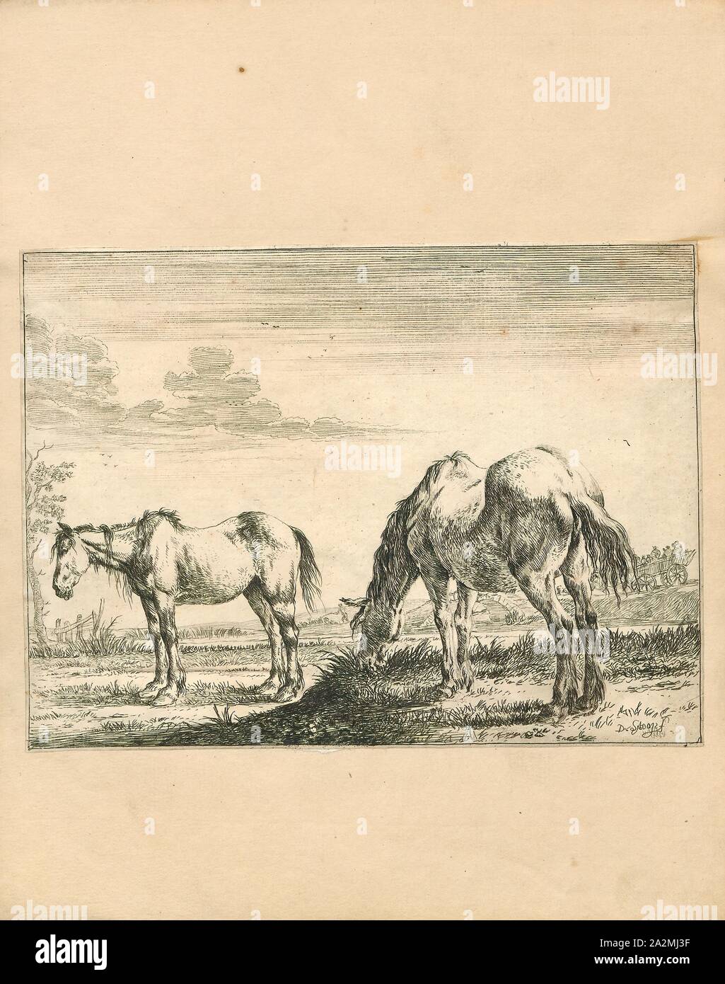 Equus caballus, Print, The horse (Equus ferus caballus) is one of two ...