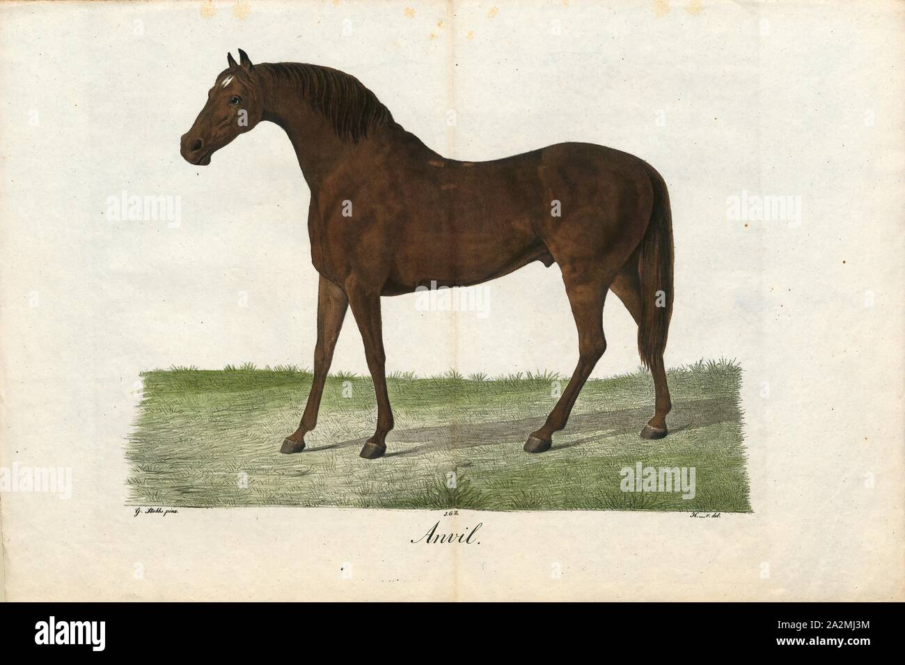 Equus caballus, Print, The horse (Equus ferus caballus) is one of two ...