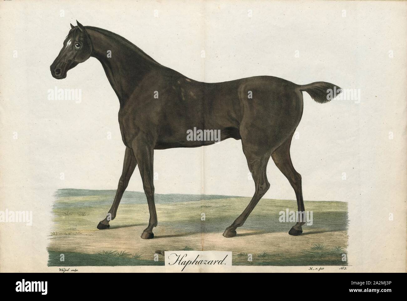Equus caballus, Print, The horse (Equus ferus caballus) is one of two ...