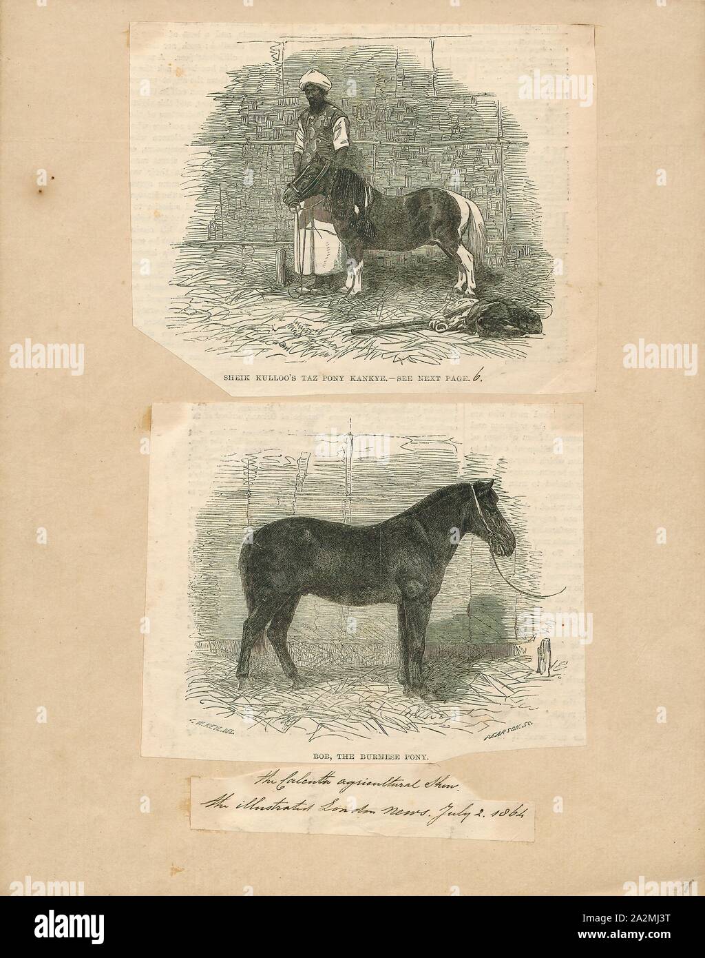 Equus caballus, Print, The horse (Equus ferus caballus) is one of two ...