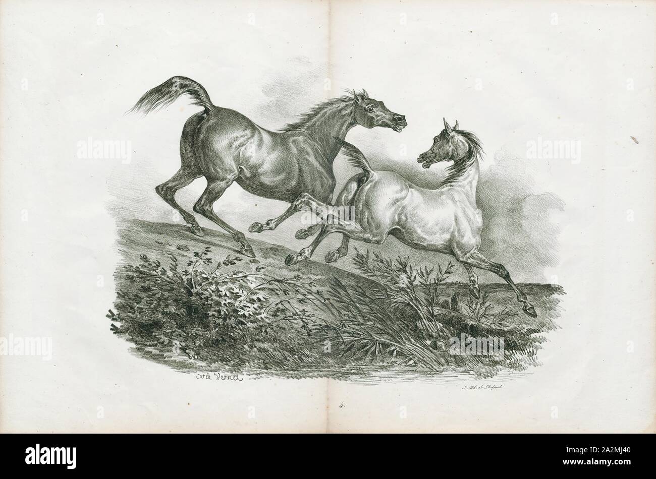 Equus caballus, Print, The horse (Equus ferus caballus) is one of two ...