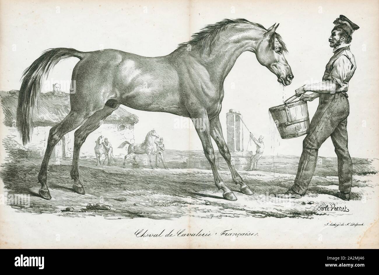 Equus caballus, Print, The horse (Equus ferus caballus) is one of two ...