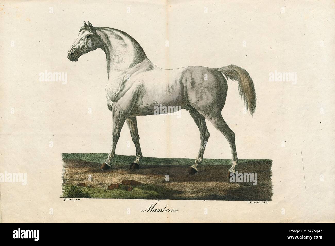 Equus caballus, Print, The horse (Equus ferus caballus) is one of two ...