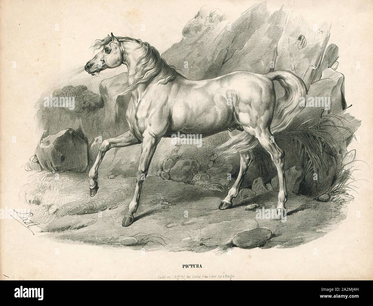 Equus caballus, Print, The horse (Equus ferus caballus) is one of two ...
