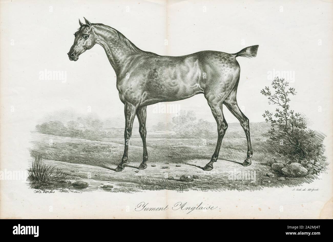 Humans began domesticating horses hi-res stock photography and images ...