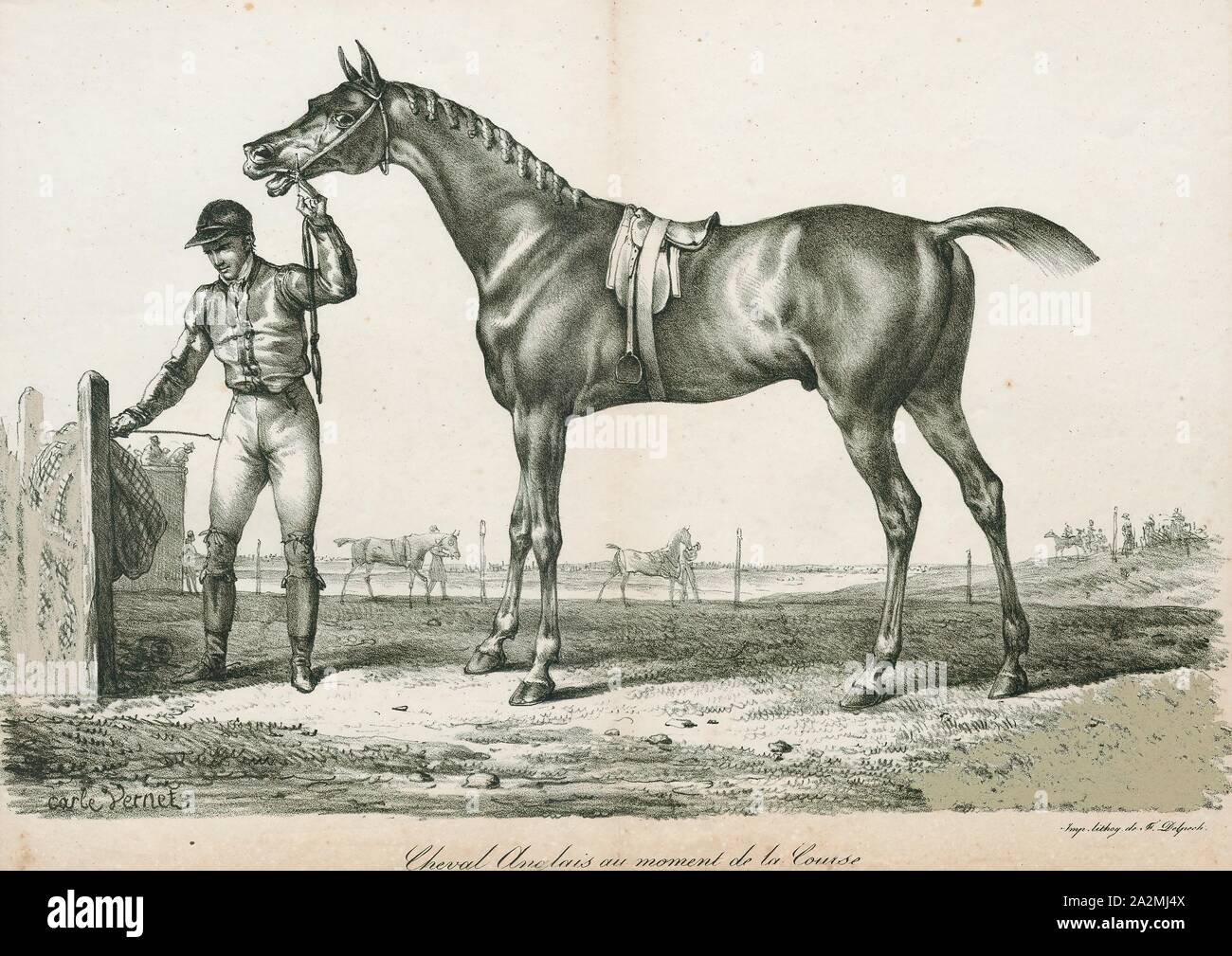 Equus caballus, Print, The horse (Equus ferus caballus) is one of two ...