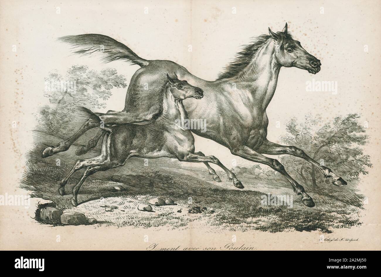 Equus caballus, Print, The horse (Equus ferus caballus) is one of two ...
