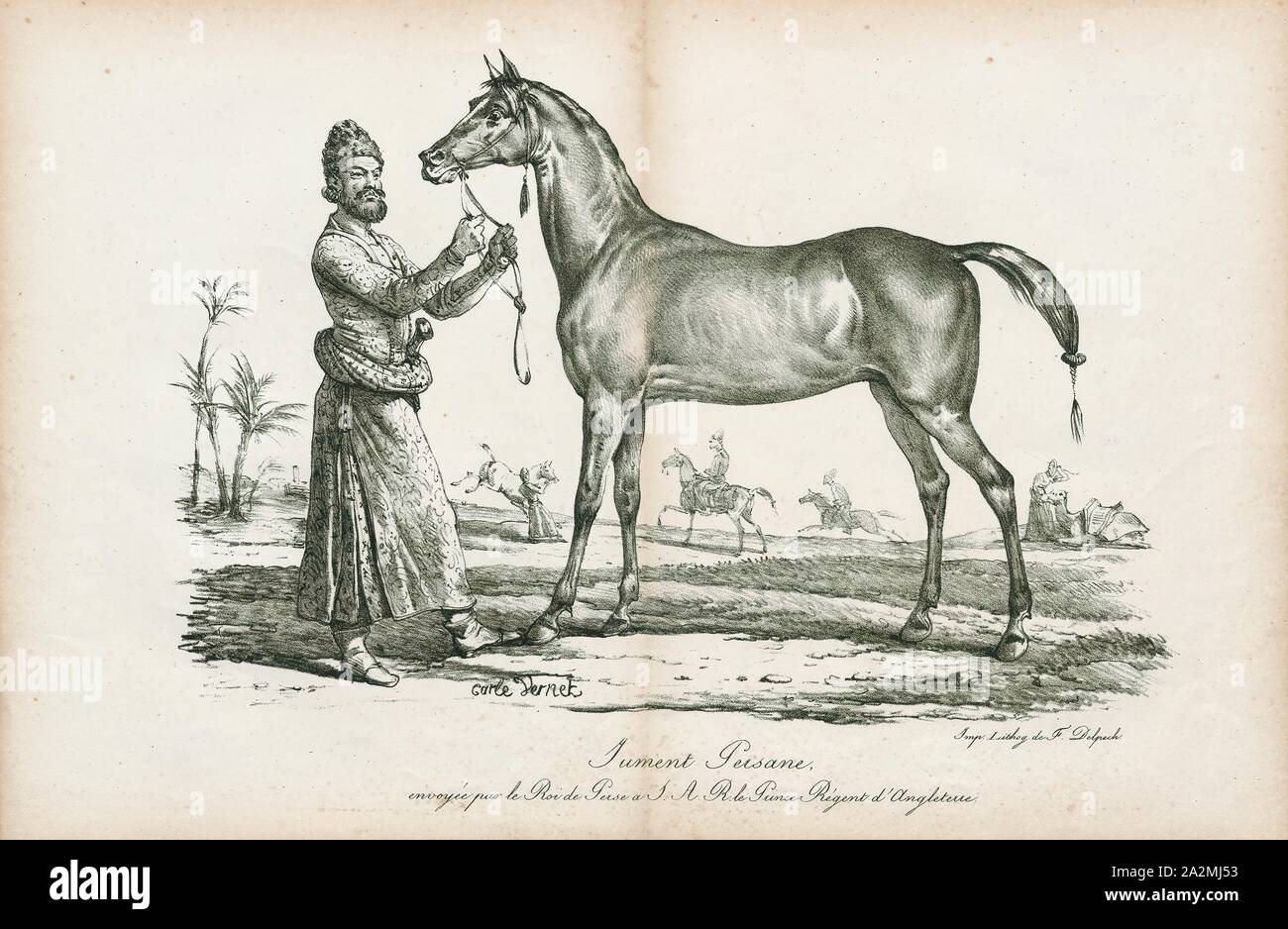 Equus caballus, Print, The horse (Equus ferus caballus) is one of two ...
