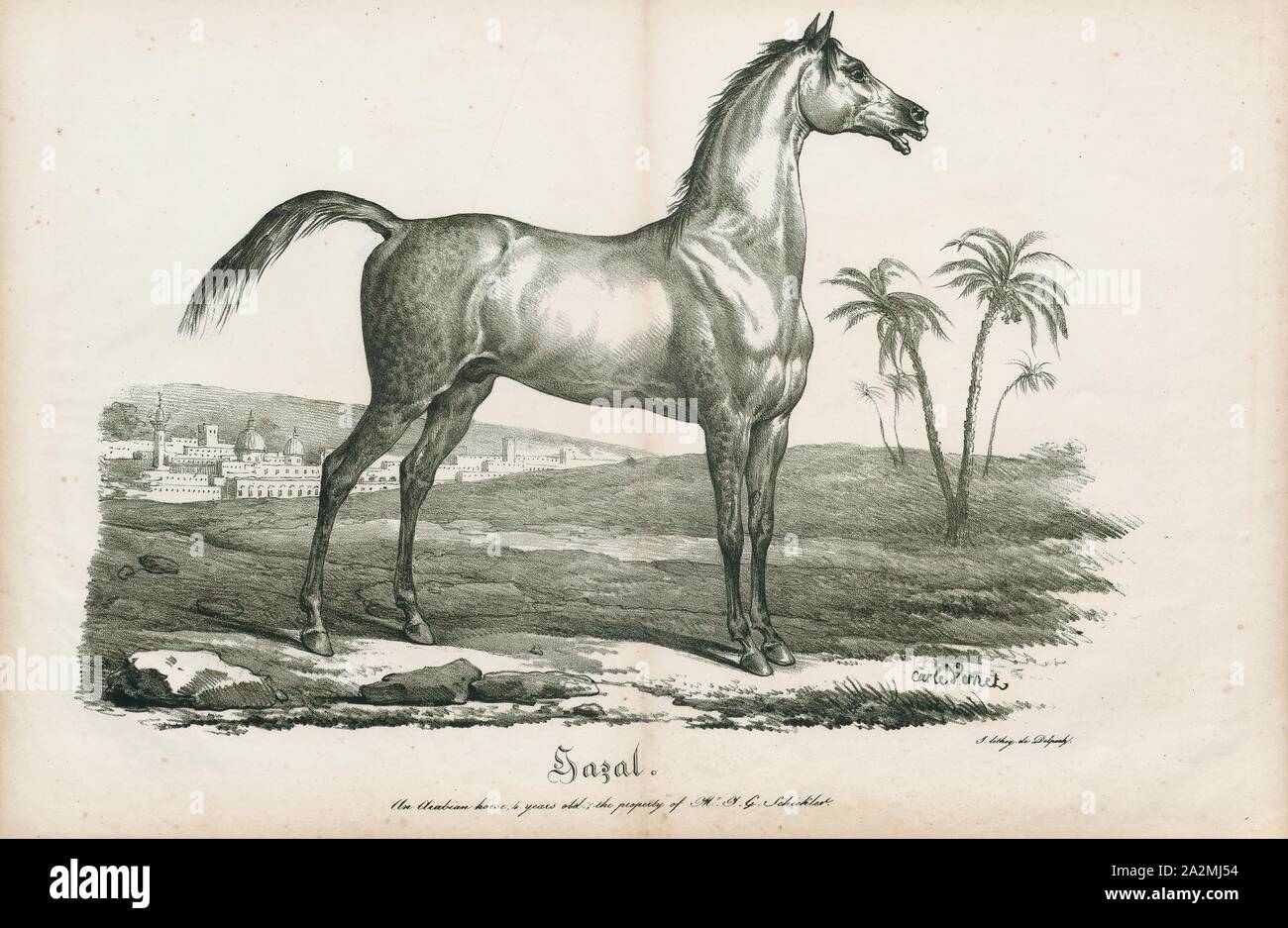 Equus caballus, Print, The horse (Equus ferus caballus) is one of two ...