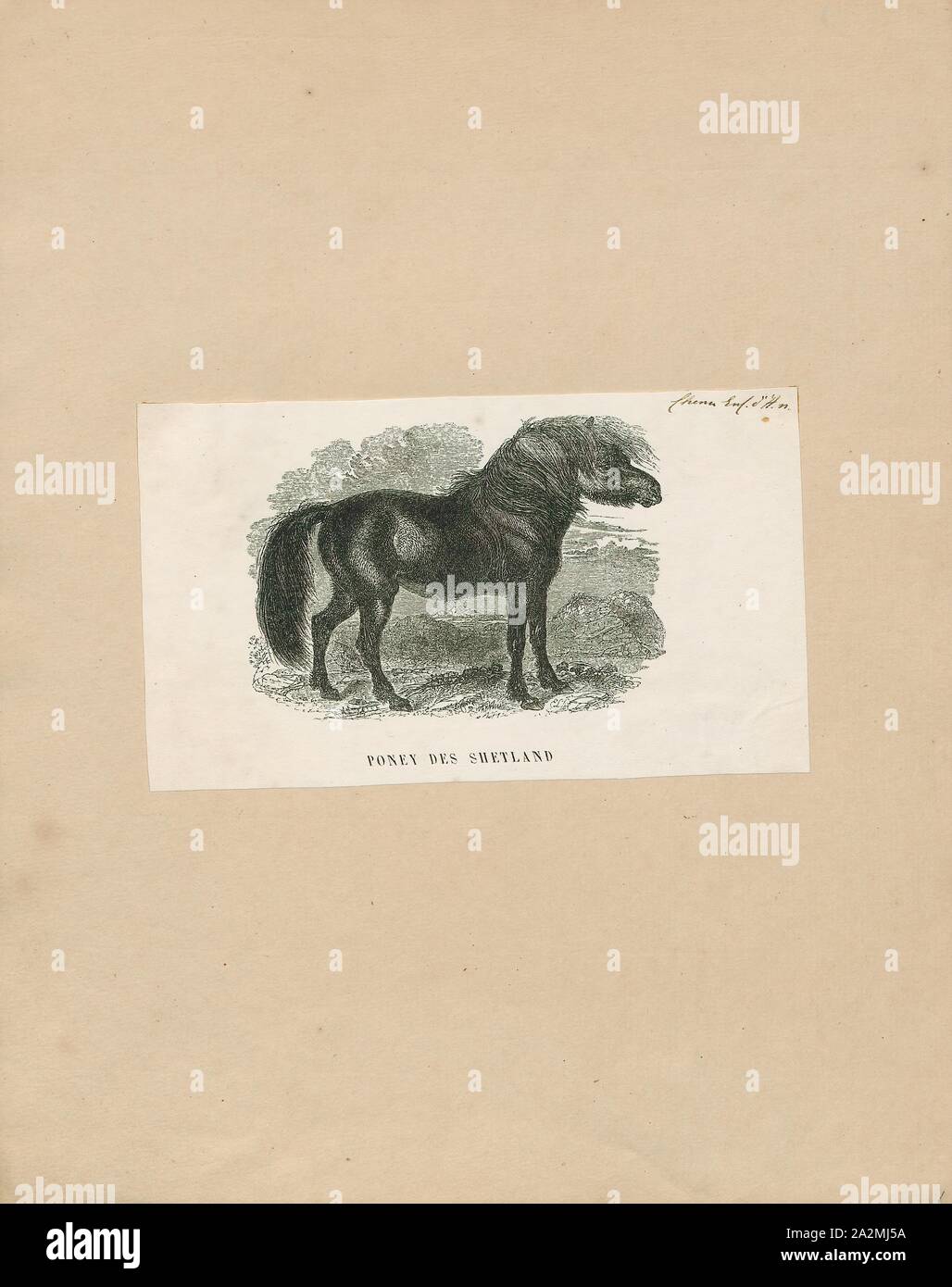 Equus caballus, Print, The horse (Equus ferus caballus) is one of two ...