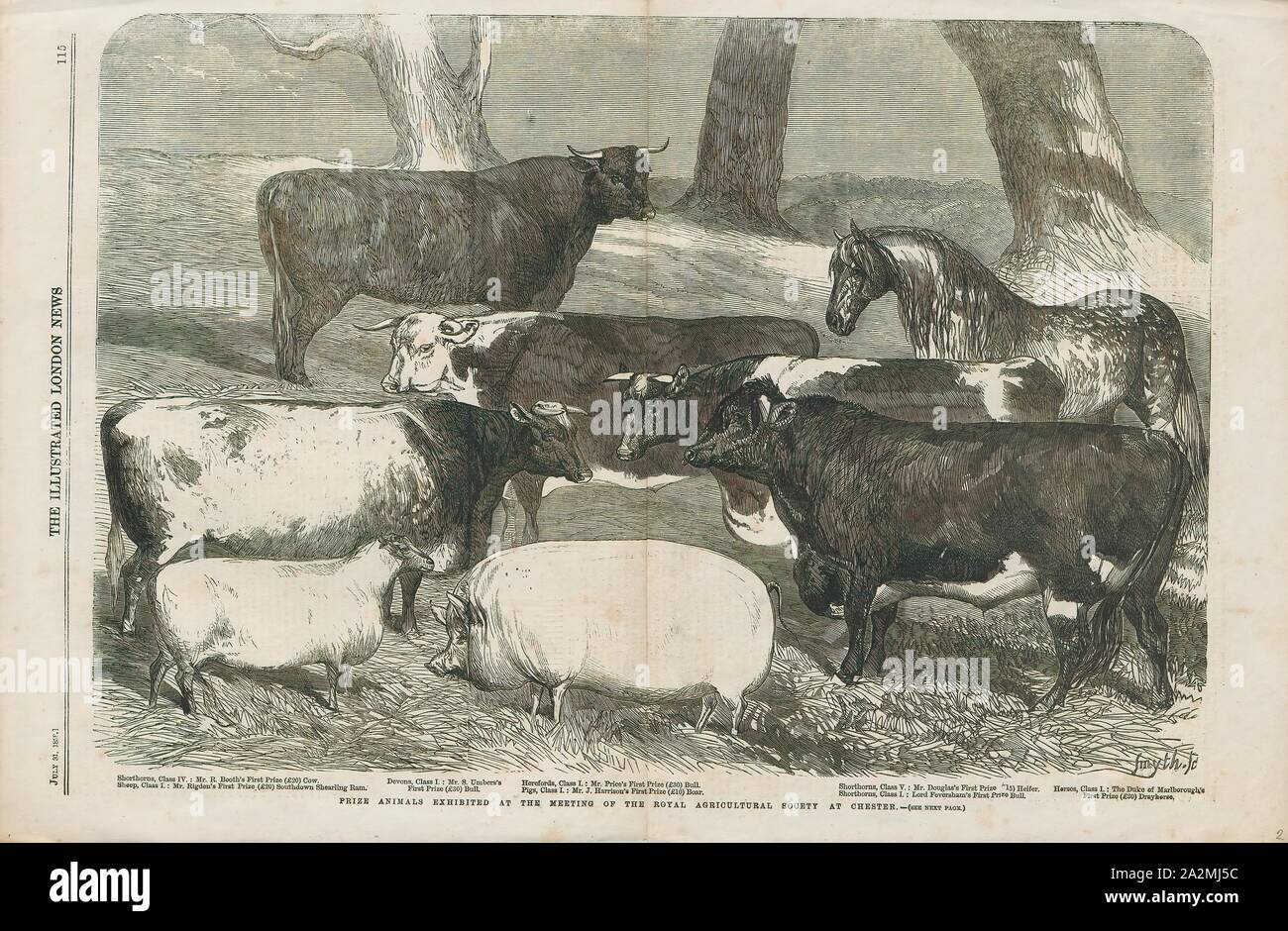 Equus caballus, Print, The horse (Equus ferus caballus) is one of two ...