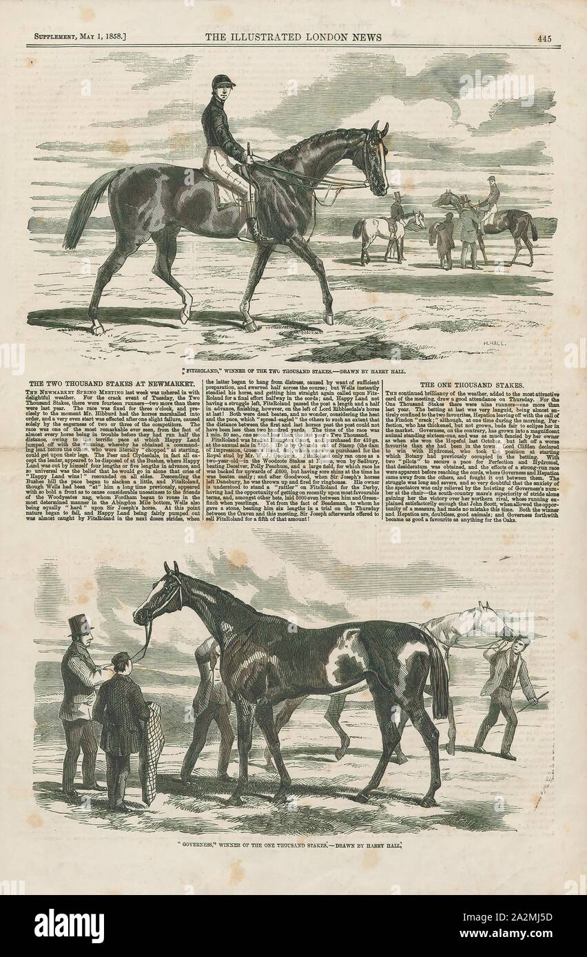 Equus caballus, Print, The horse (Equus ferus caballus) is one of two ...