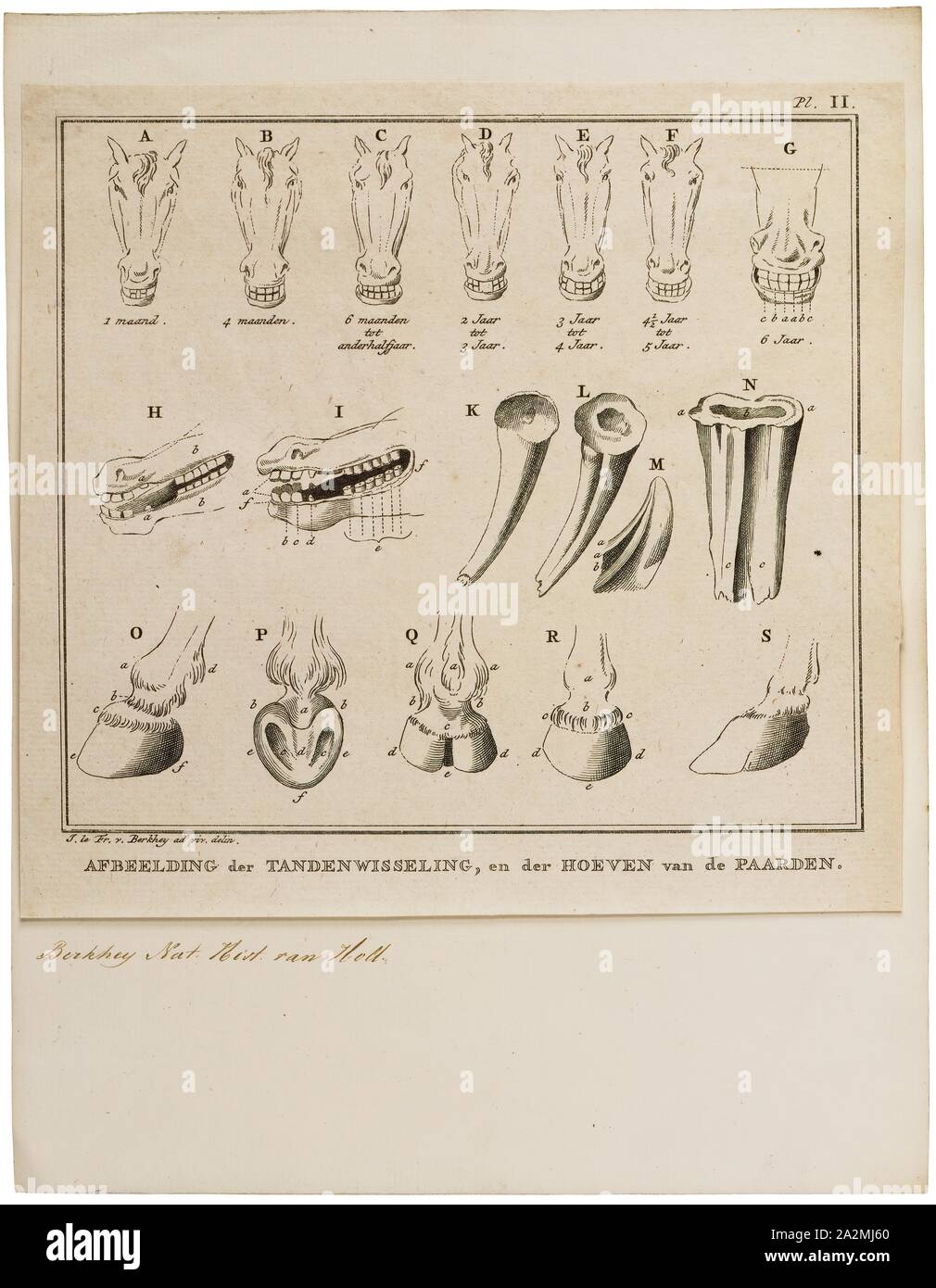 Equus caballus, Print, The horse (Equus ferus caballus) is one of two ...
