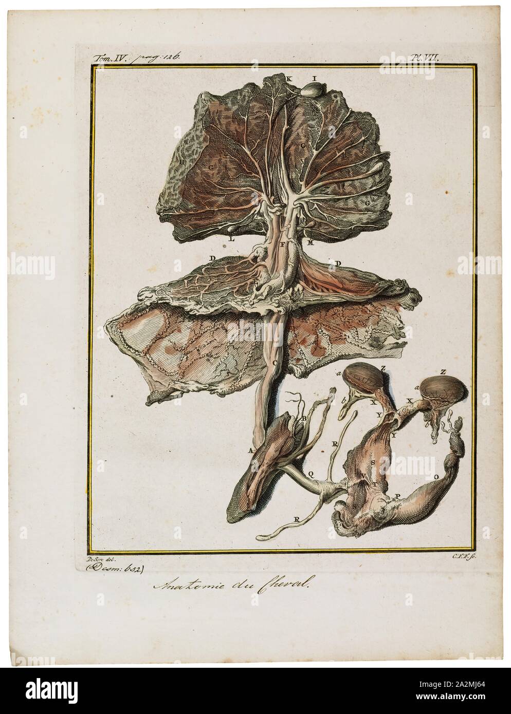 Equus caballus, Print, The horse (Equus ferus caballus) is one of two ...