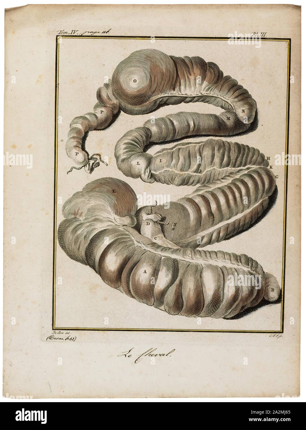 Equus caballus, Print, The horse (Equus ferus caballus) is one of two ...