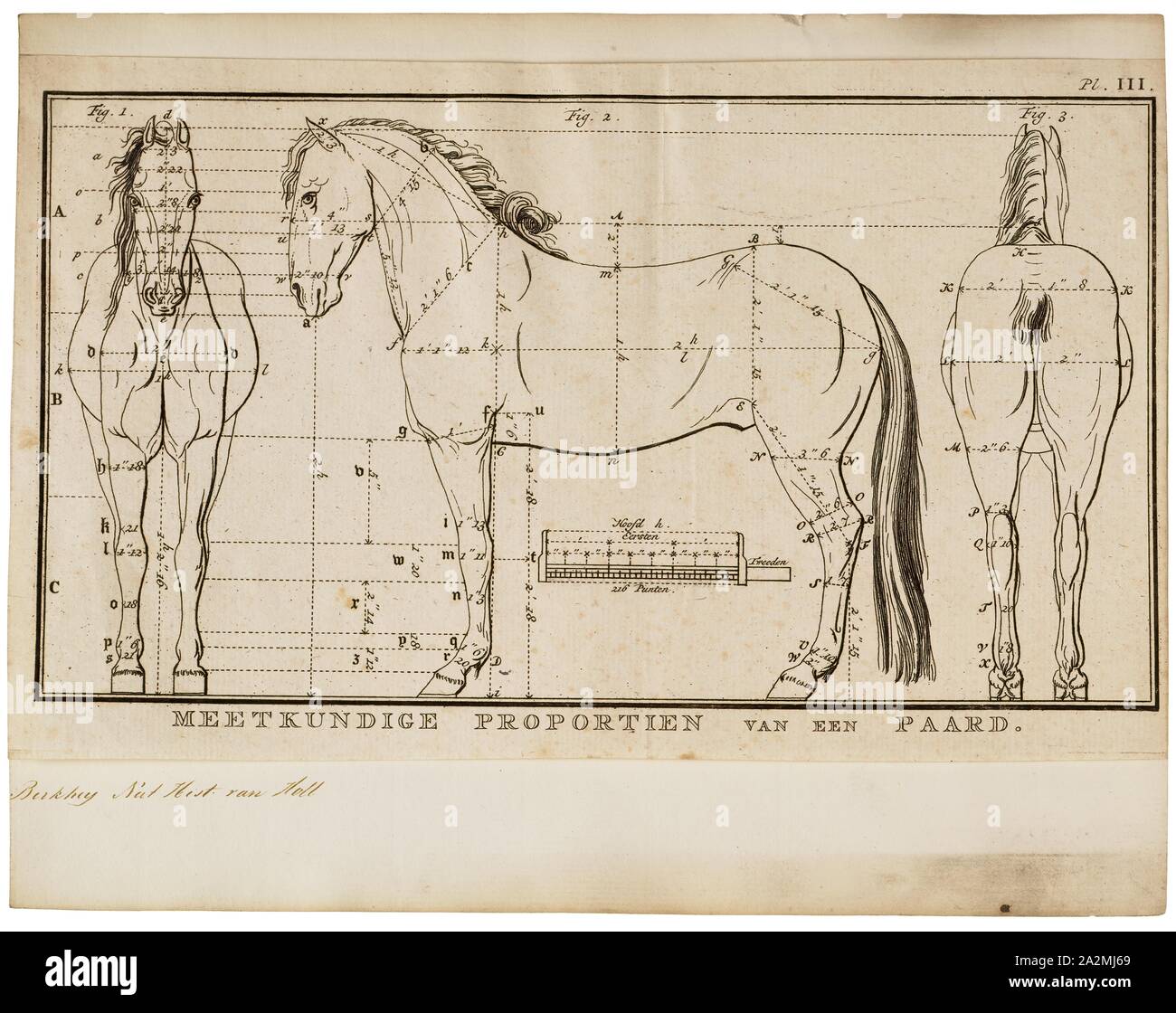 Equus caballus, Print, The horse (Equus ferus caballus) is one of two ...