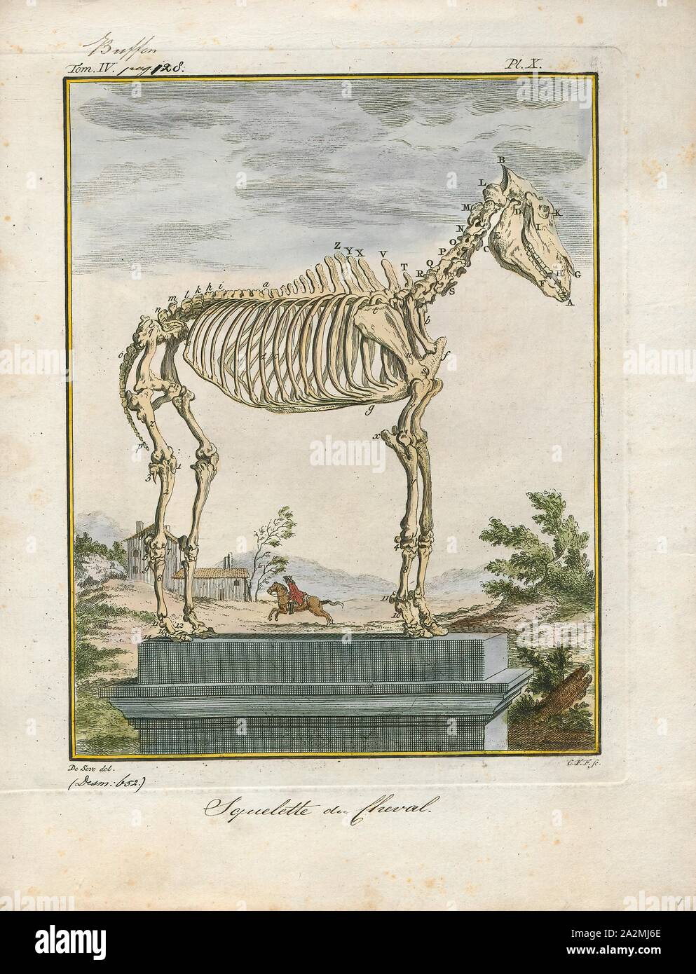 Equus caballus, Print, The horse (Equus ferus caballus) is one of two ...