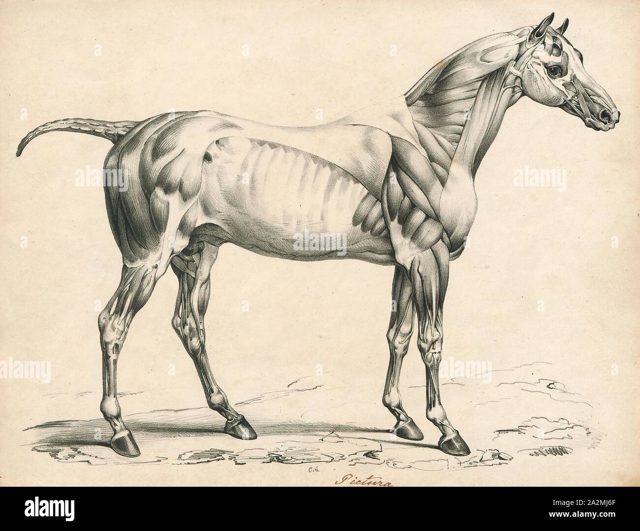 Equus caballus, Print, The horse (Equus ferus caballus) is one of two ...