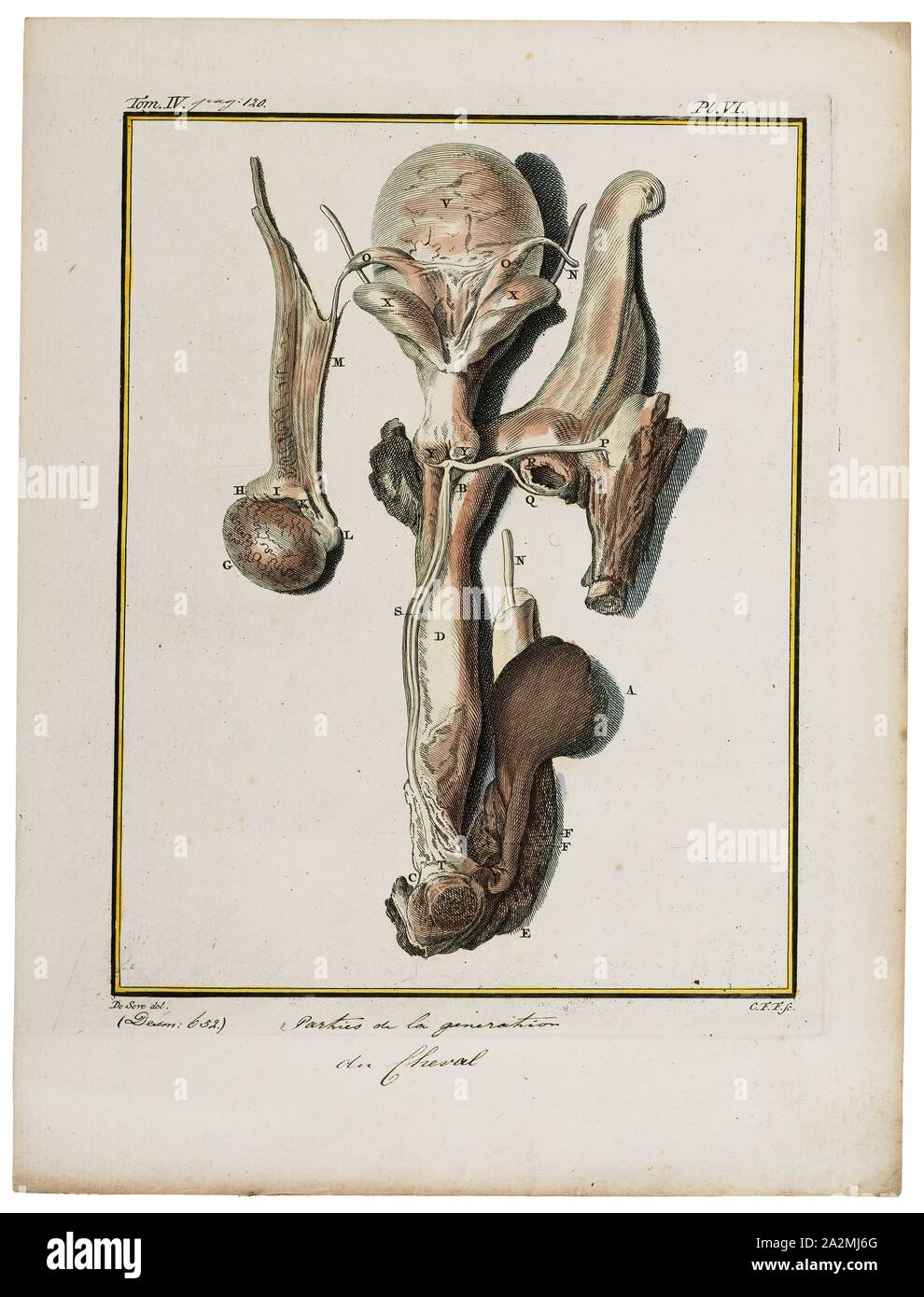 Equus caballus, Print, The horse (Equus ferus caballus) is one of two ...