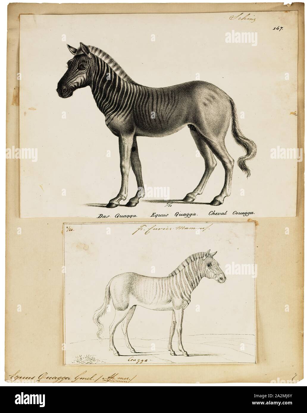 Equus quagga, Print, The plains zebra (Equus quagga, formerly Equus ...