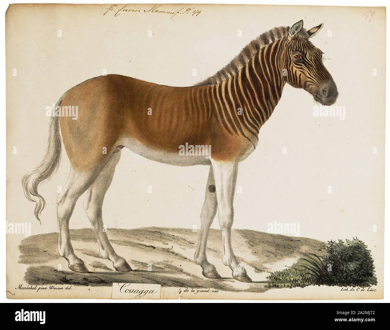 Geographically widespread species hi-res stock photography and images ...