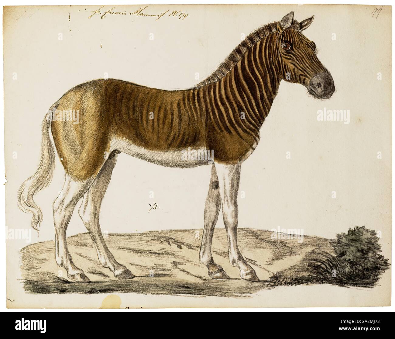 Equus quagga, Print, The plains zebra (Equus quagga, formerly Equus ...
