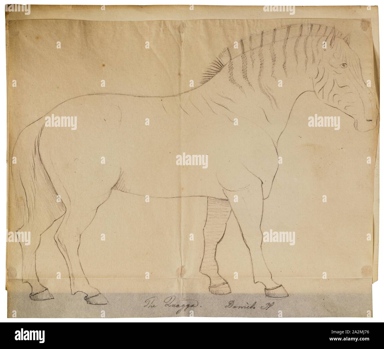 Equus quagga, Print, The plains zebra (Equus quagga, formerly Equus ...