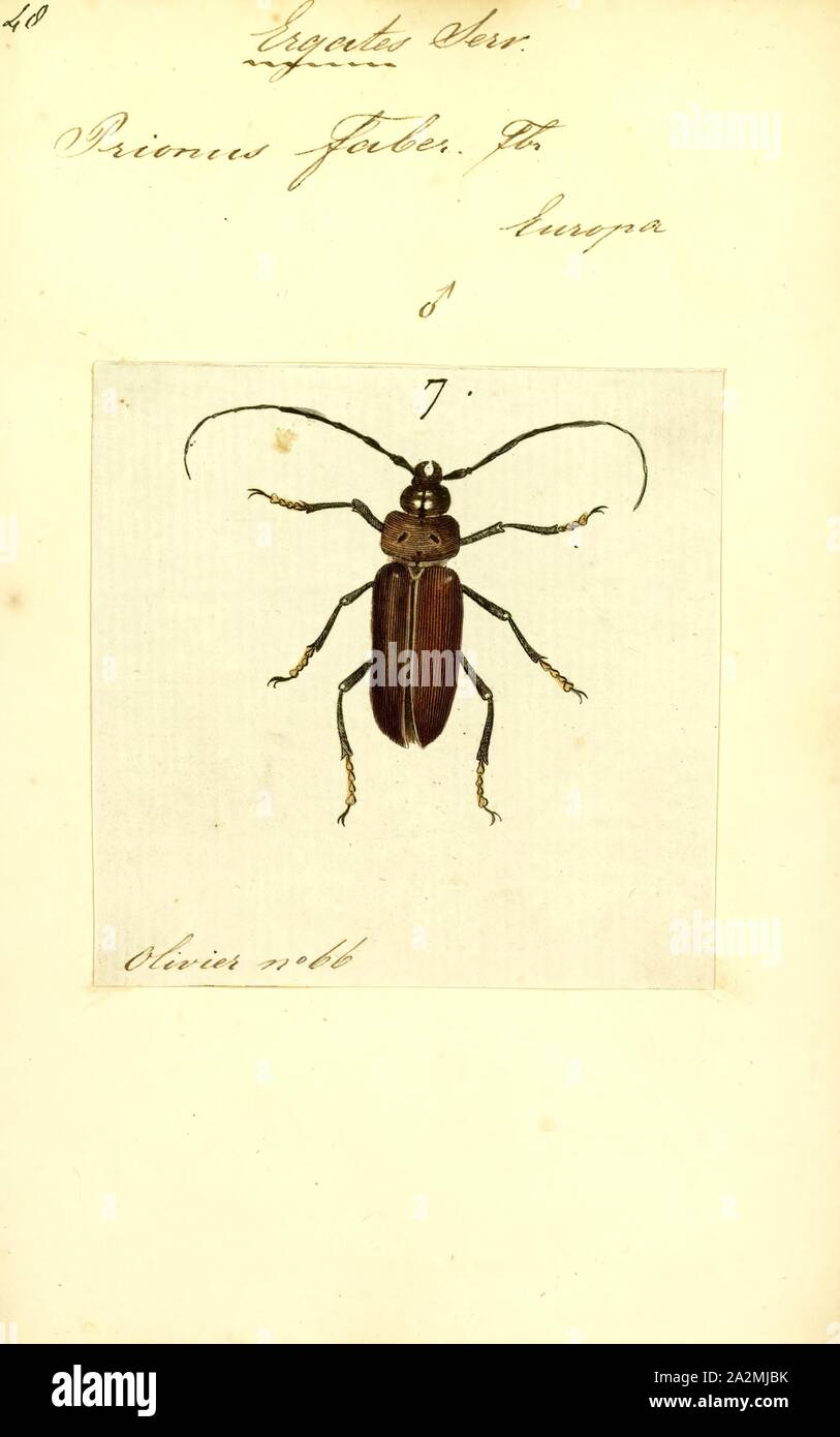 Ergates hi-res stock photography and images - Alamy