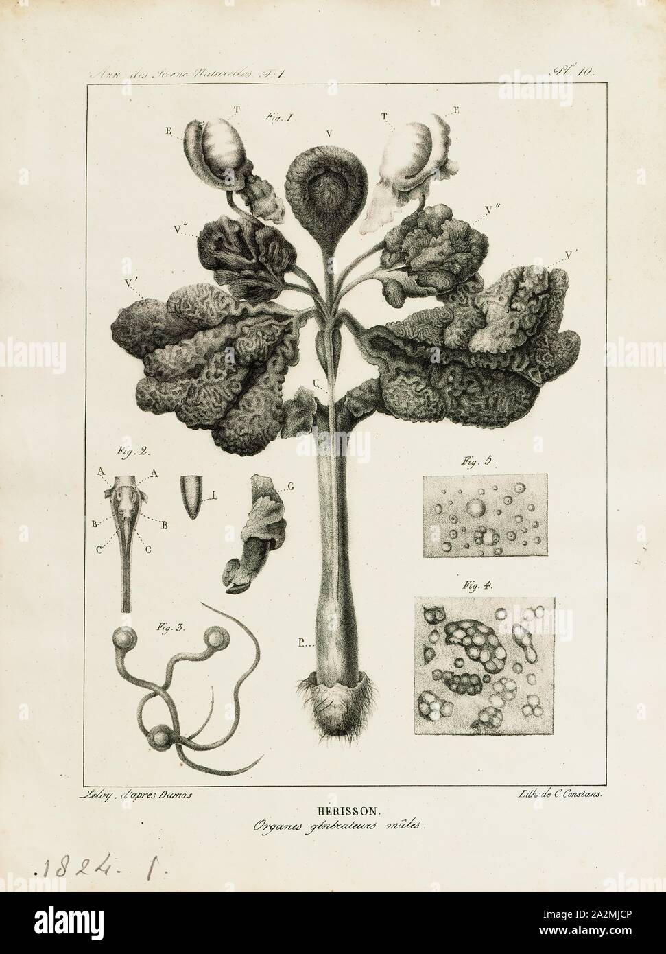 Hedgehog organs hi-res stock photography and images - Alamy