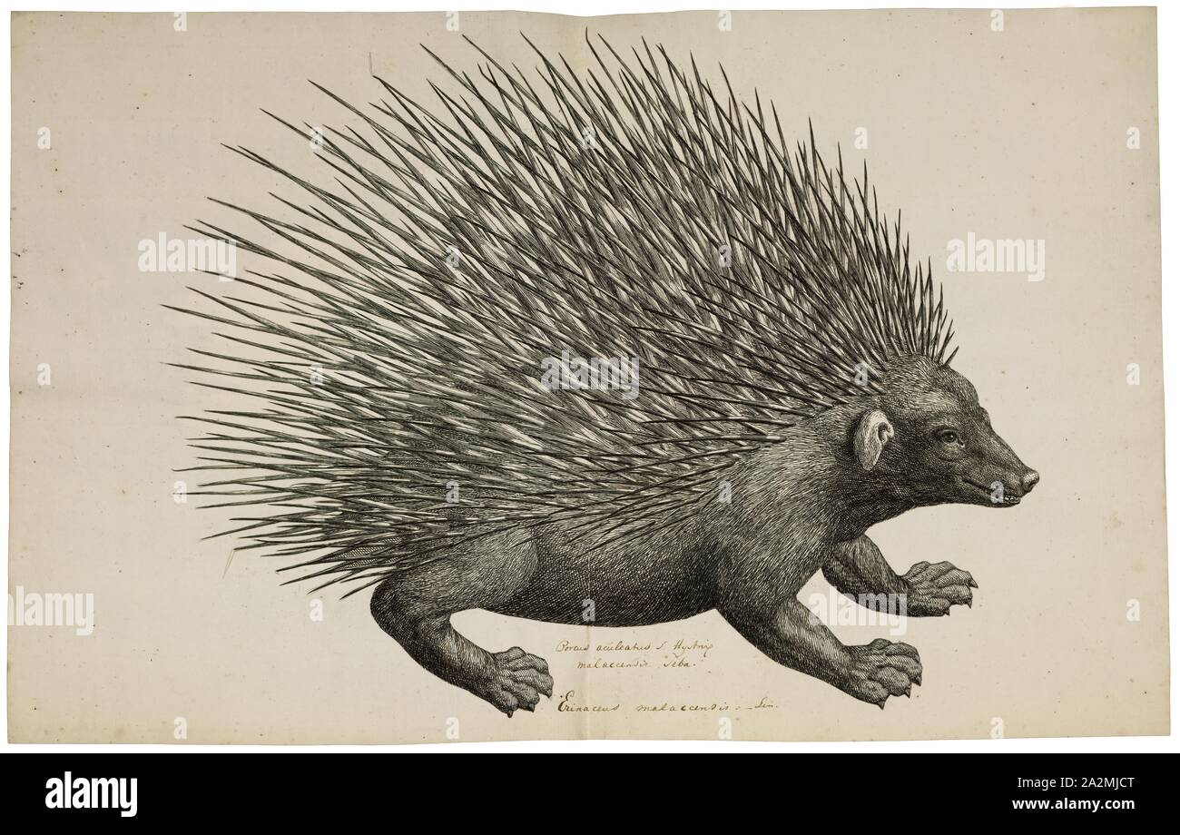 Erinaceus malaccensis hi-res stock photography and images - Alamy