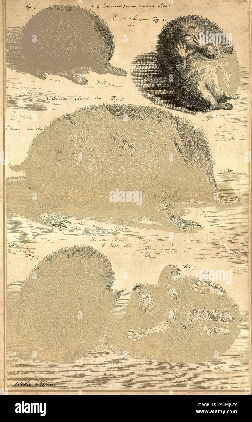 Erinaceus parvus nostras hi-res stock photography and images - Alamy