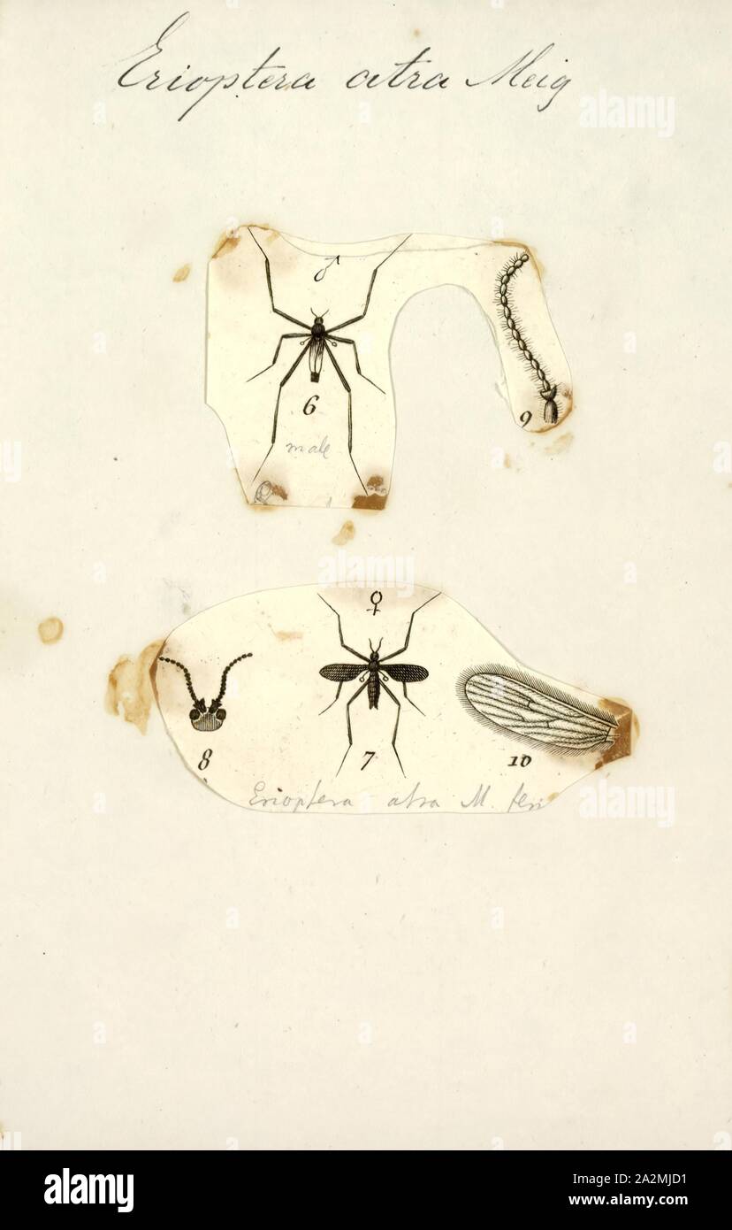 Erioptera hi-res stock photography and images - Alamy