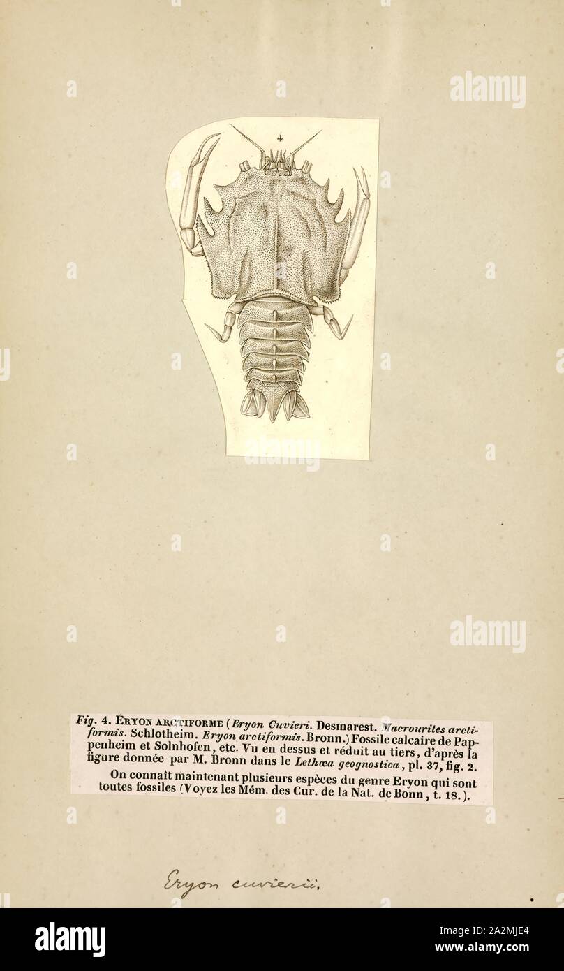 Eryon cuvierii, Print, Eryon (animal), is an extinct genus of decapod ...