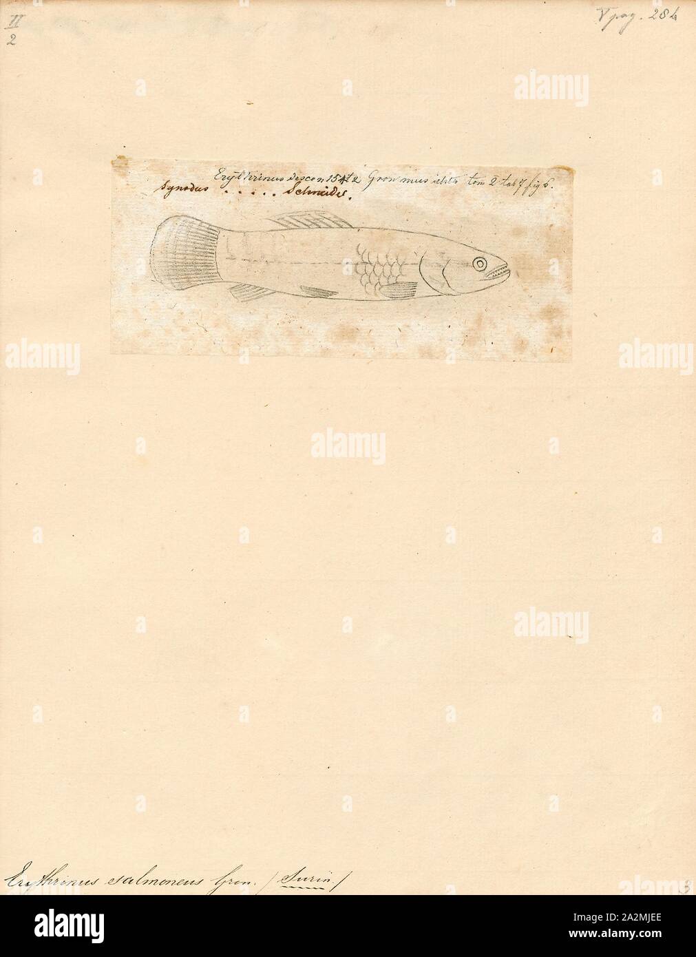 Freshwater fish species hi-res stock photography and images - Alamy